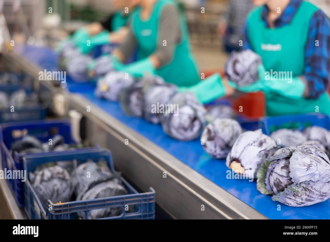 View of red cabbage on conveyor belt of sorting production line at the ...