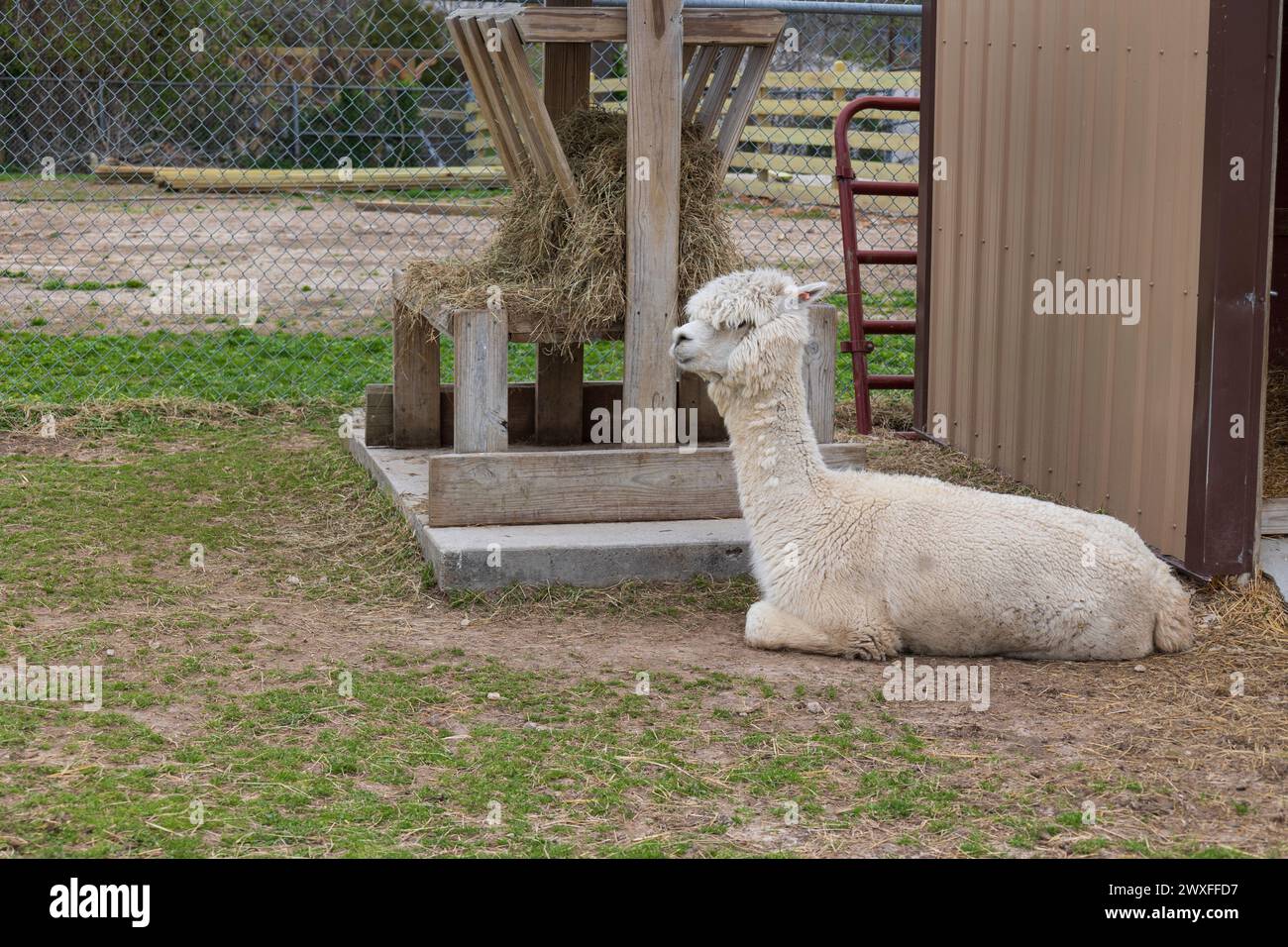 baby llama at a gamer farm Stock Photo - Alamy