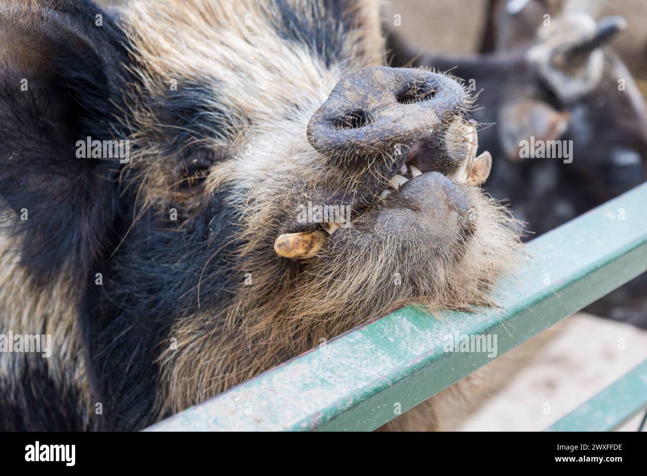 Feral hog wtih bad teeth looking up Stock Photo - Alamy