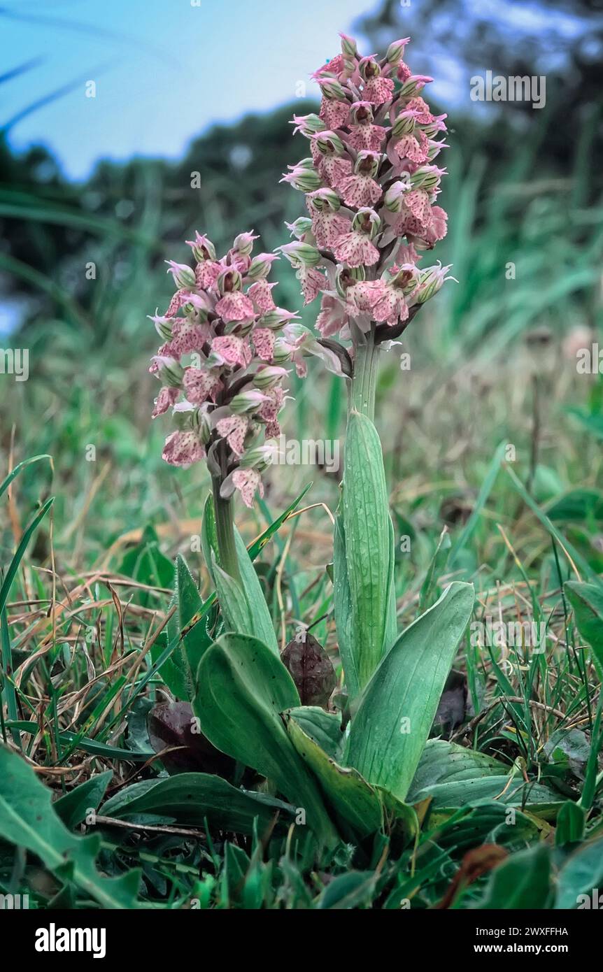 Milky orchid (Neotinea lactea), Orchidaceae. perennial herb. Wild ...