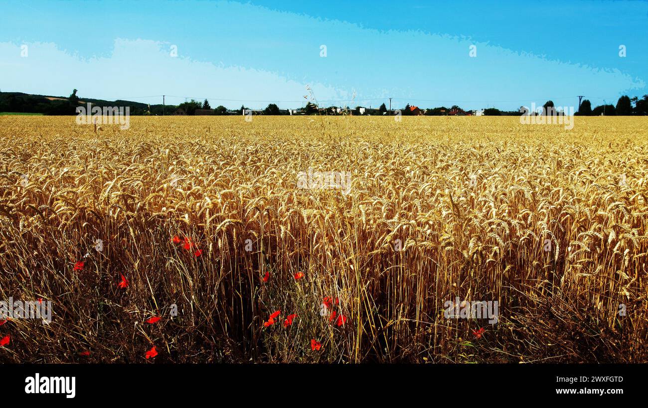 Food majestiic hi-res stock photography and images - Alamy