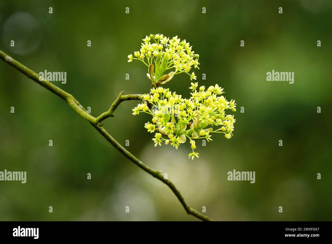 Acer platanoides a branch with blossoms of a Norway maple in late march ...