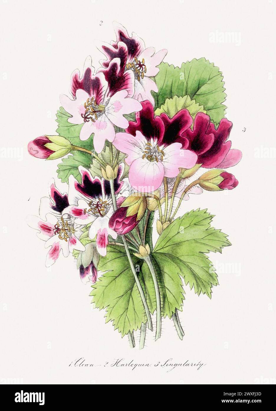 Colorful Flower Illustration. Vintage Botanical Art. Circa 1848 Stock ...