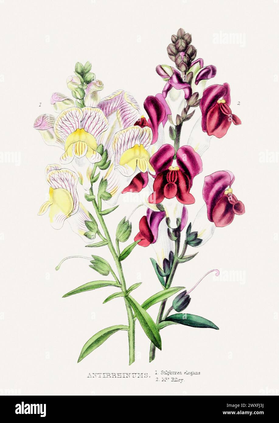 Colorful Flower Illustration. Vintage Botanical Art. Circa 1848 Stock ...