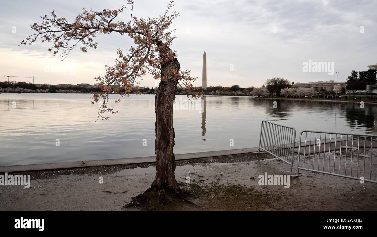 Stumpy cherry tree hi-res stock photography and images - Alamy