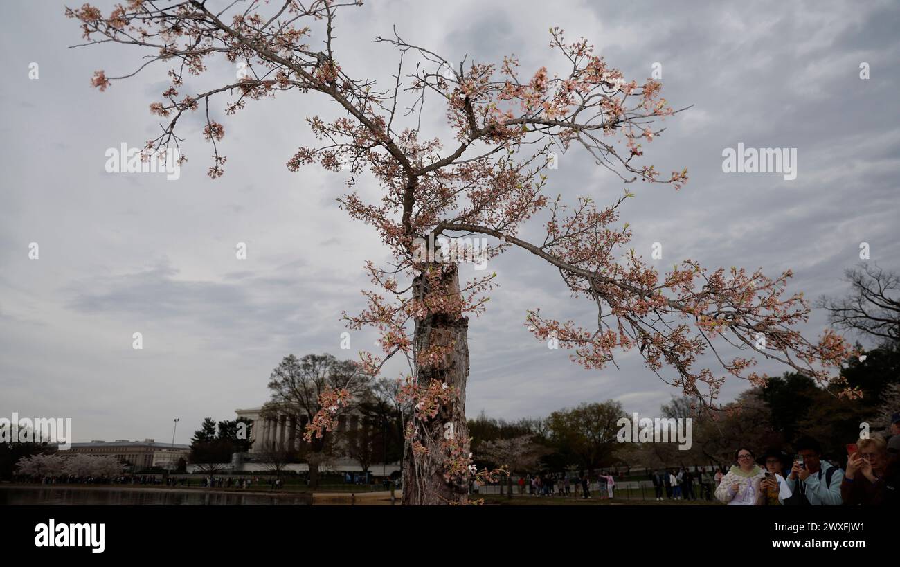 Washington Dc, USA. 30th Mar, 2024. Cherry Blossom tree named “Stumpy” is seen at the Tidal ...
