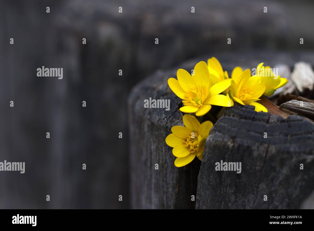 yellow flowers emerging from weathered crevices of old wooden log ...
