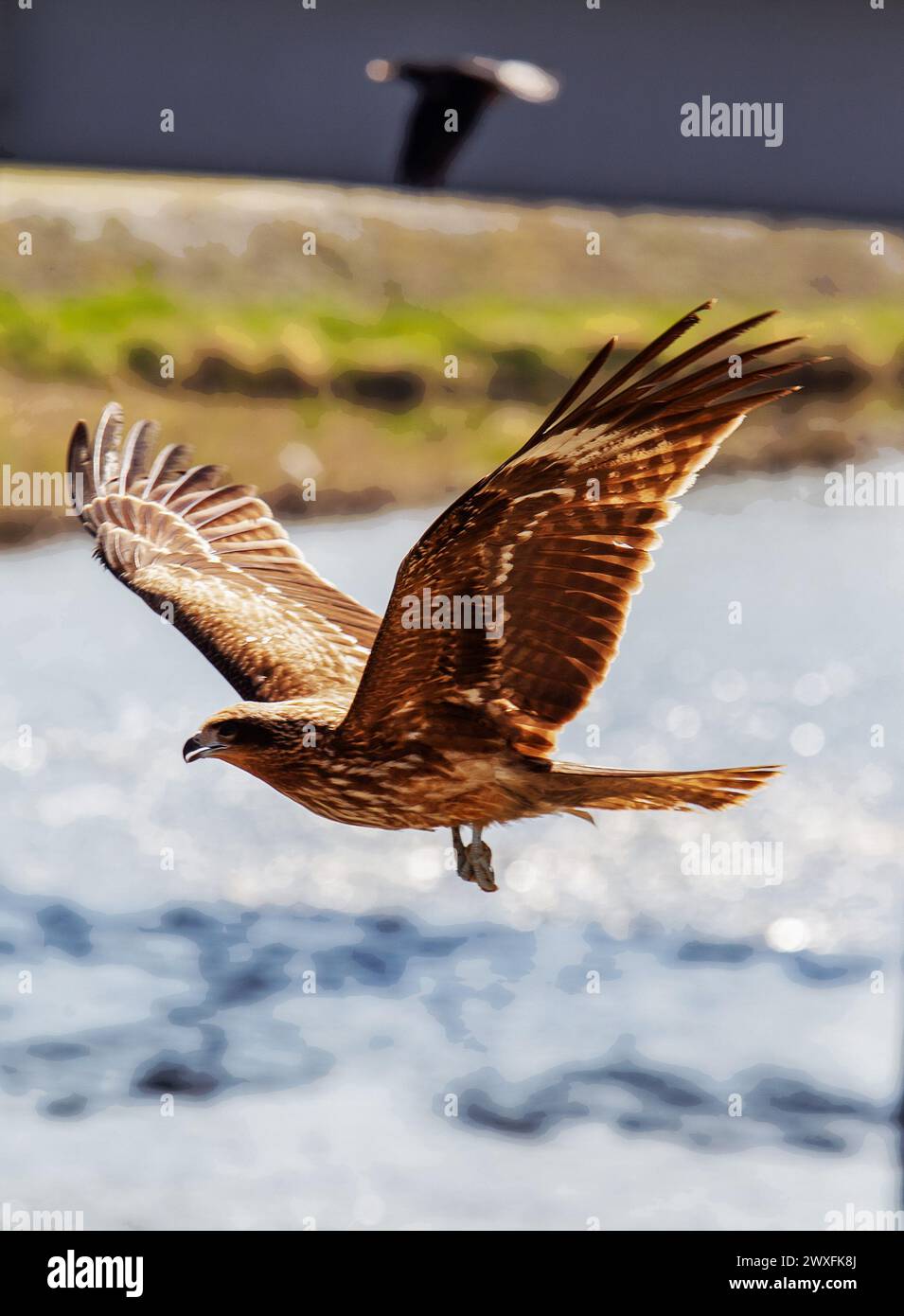 Eagle over water flying over Kamo river in Kyoto behind raven Stock ...