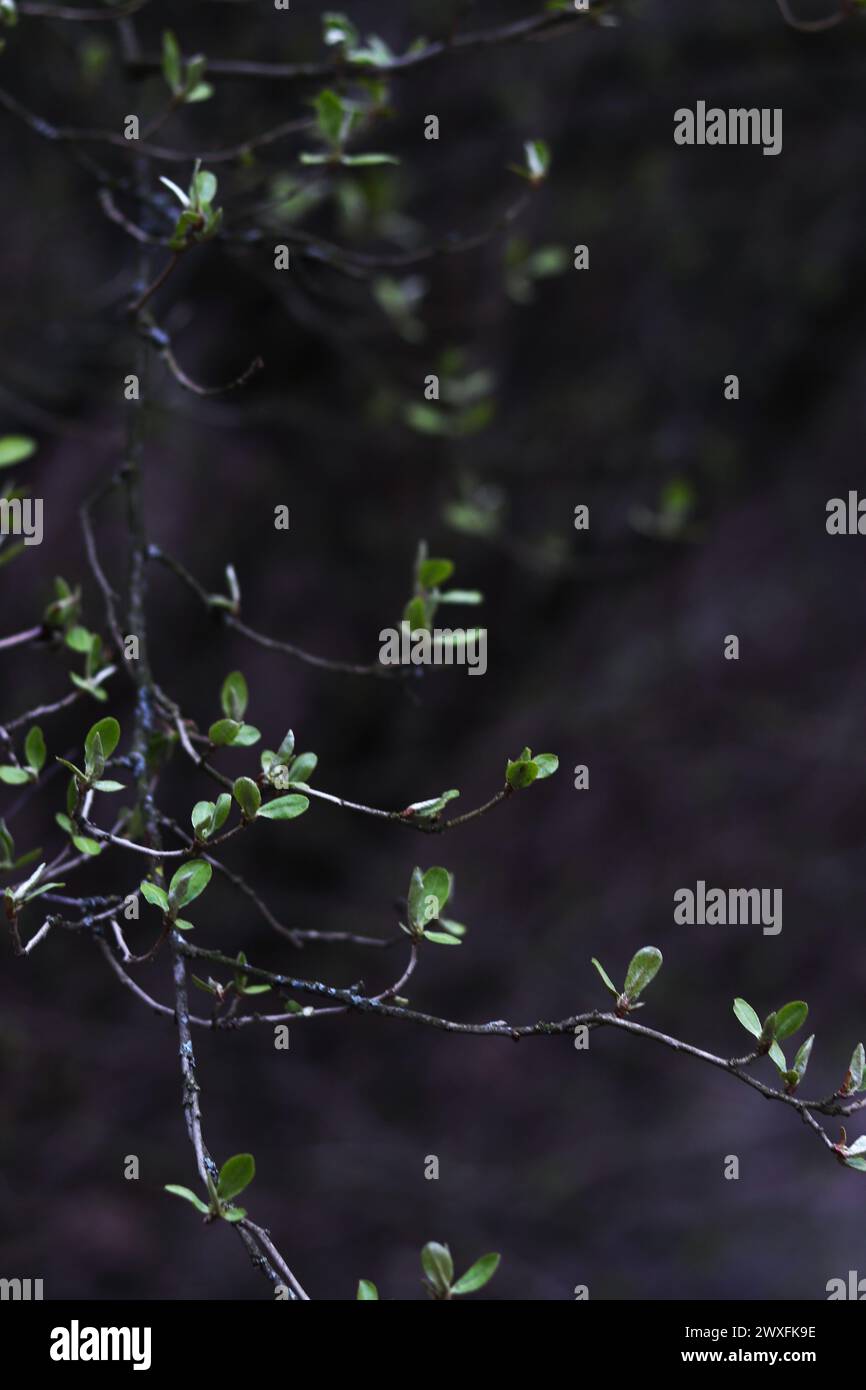 delicate branches adorned with small green leaves against dark blurred ...