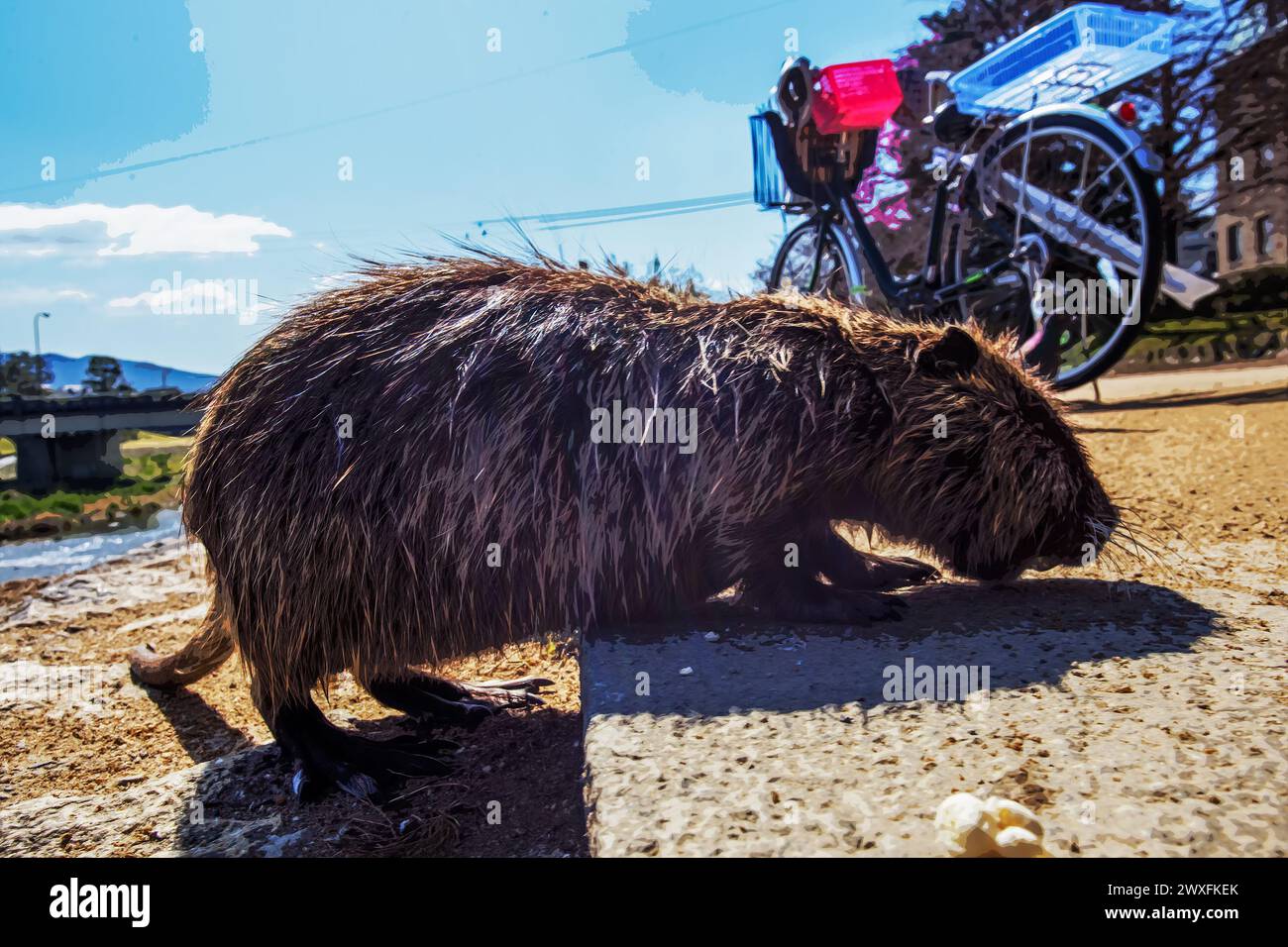 Awe Beaver in Kamogawa River Bank Ground park go for food from kind ...
