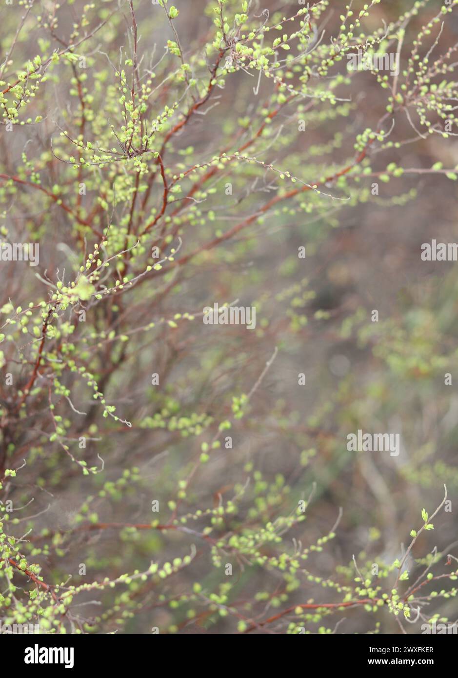 Spring blurred background, thin branches with small green buds and ...