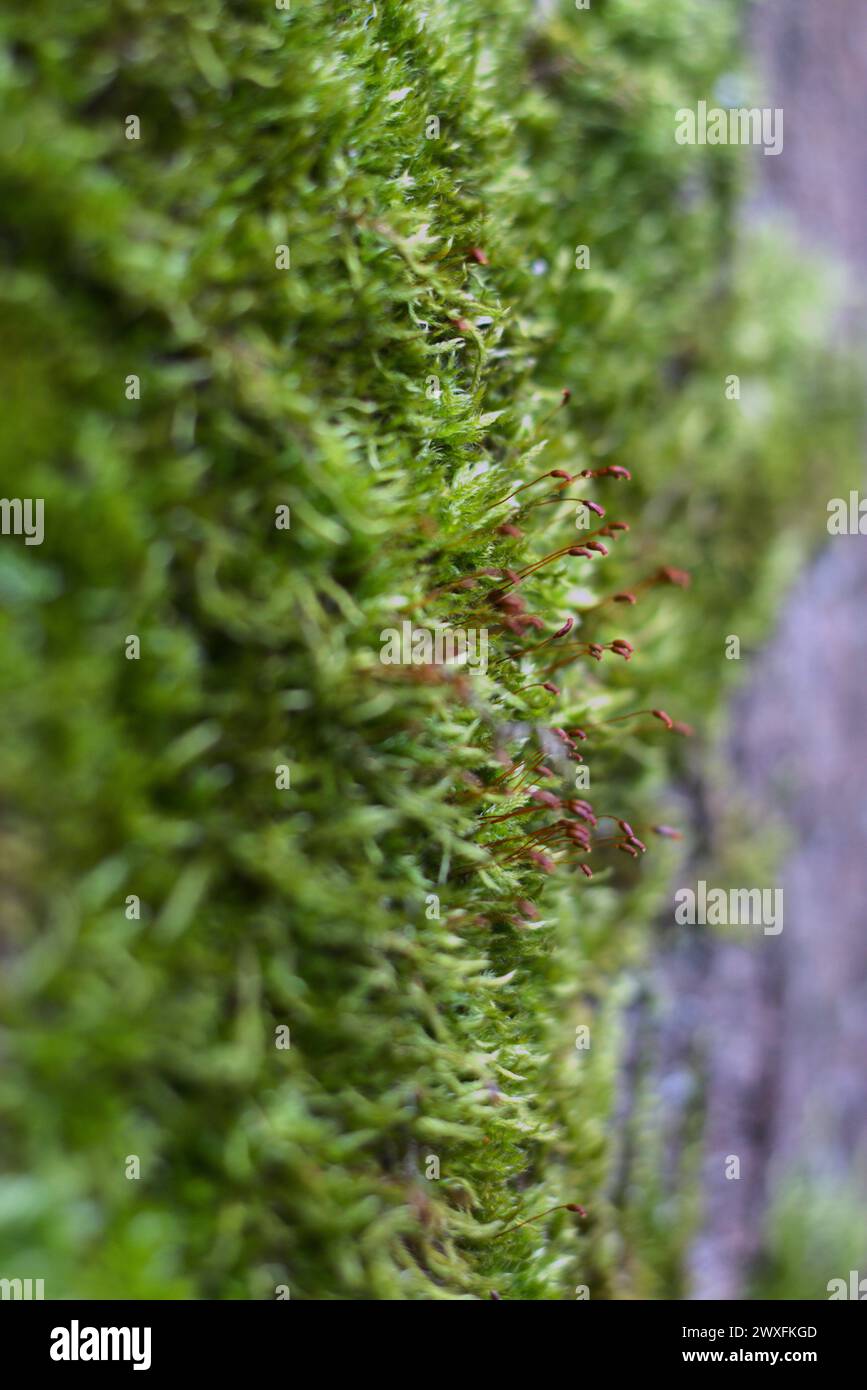 close-up view of green moss with tiny red stems growing on tree bark ...
