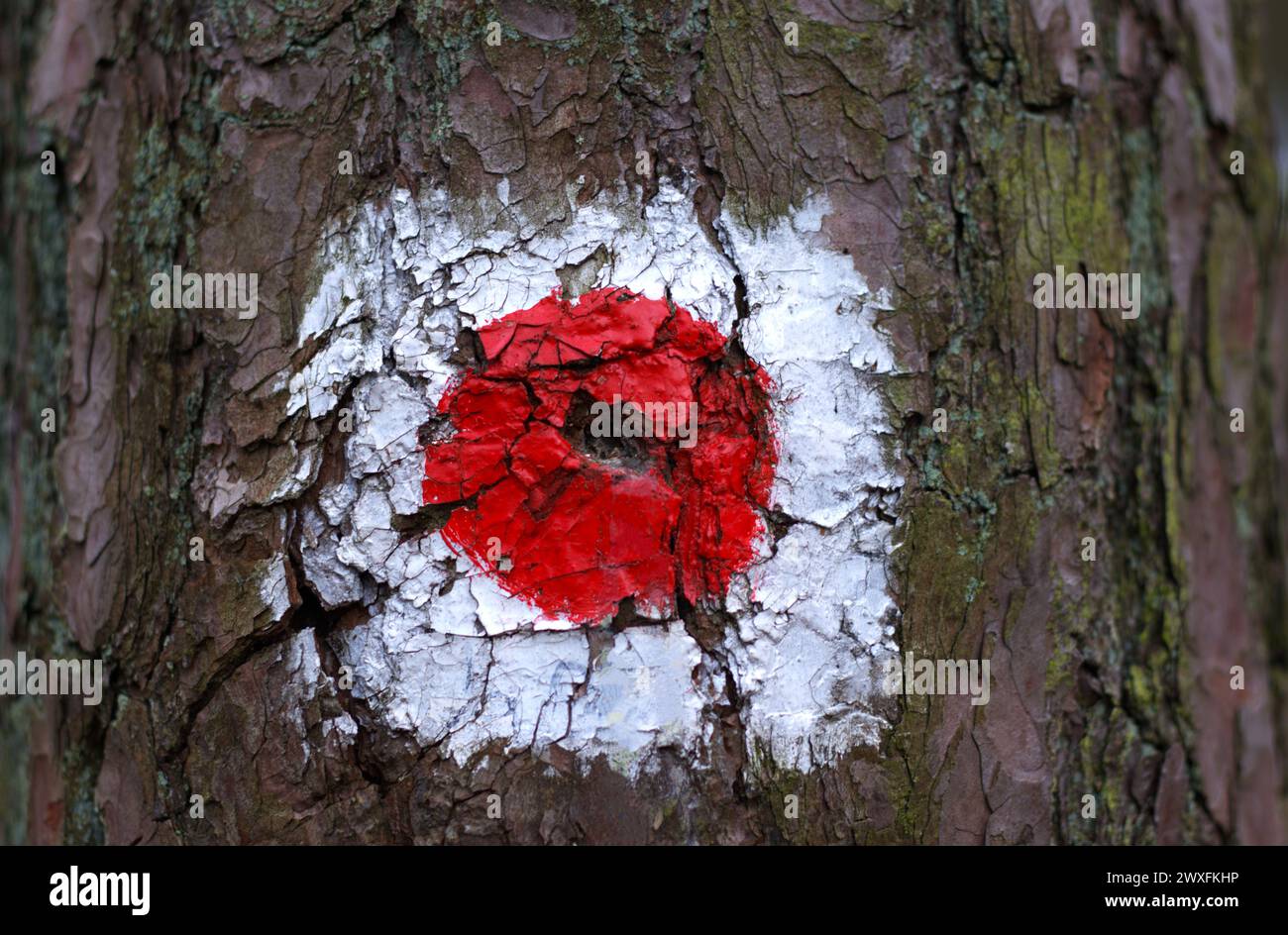 close-up view of circular marking consisting of outer white ring and ...