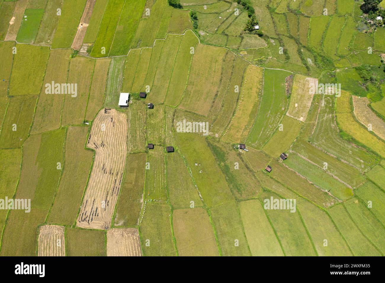 Aerial drone of Agricultural landscape with rice plantations and ...