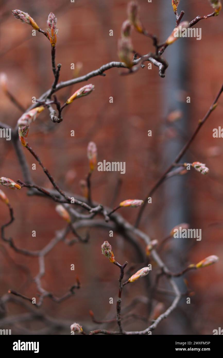 tree branches with budding leaves against blurred brown background. concepts: spring awakening ...