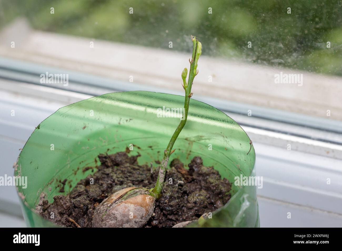 Young oak sprout growing from an acorn Stock Photo - Alamy