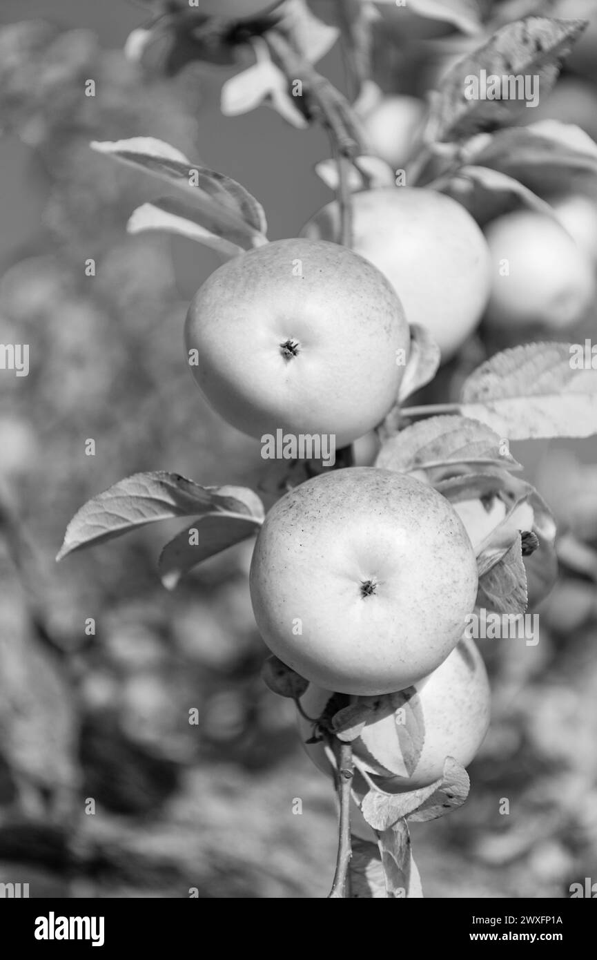 Apple harvesting orchard Black and White Stock Photos & Images - Alamy