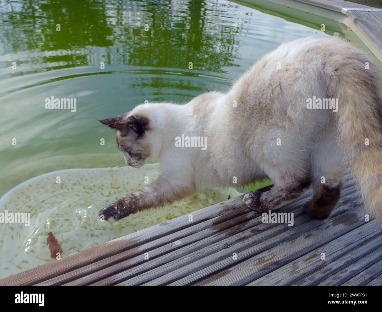 Siamese cat playing with water in swimming pool Stock Photo - Alamy