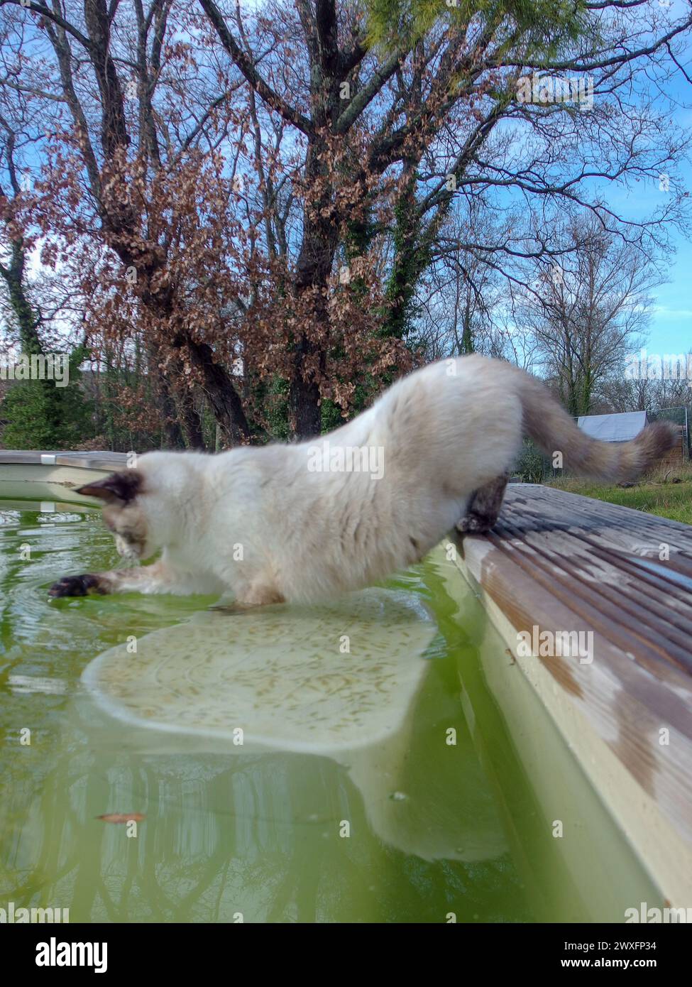Siamese cat playing with water in swimming pool Stock Photo - Alamy