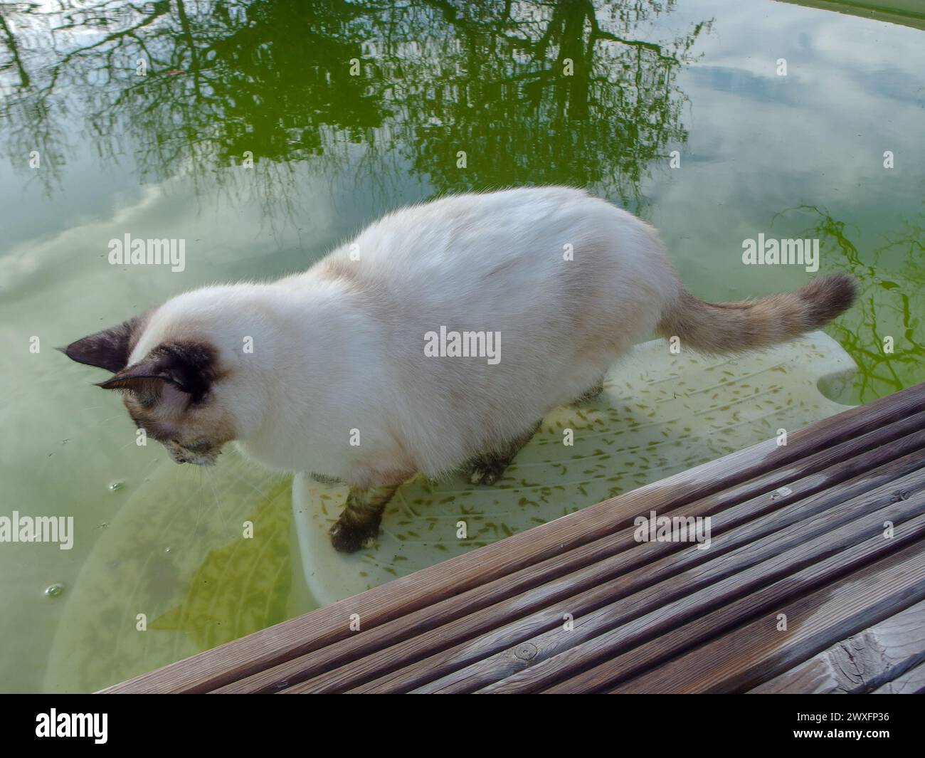 Siamese cat playing with water in swimming pool Stock Photo - Alamy