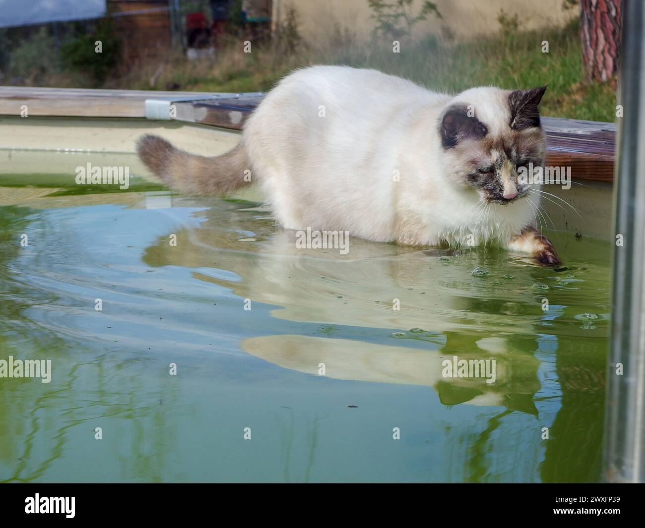 Siamese cat playing with water in swimming pool Stock Photo - Alamy