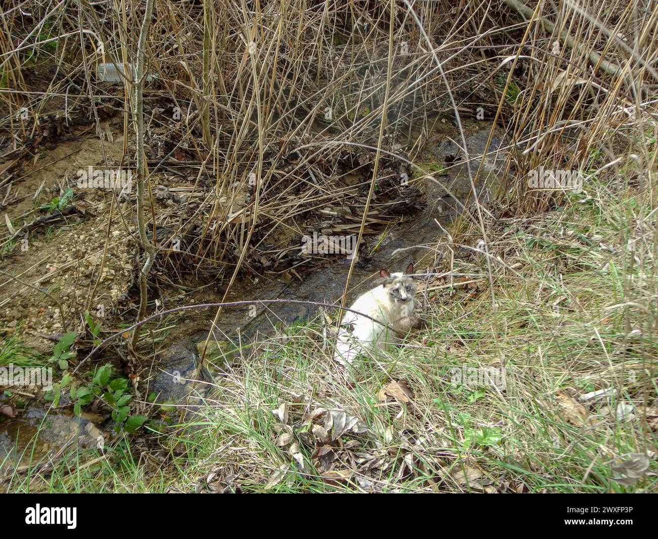 Siamese cat playing water hi-res stock photography and images - Alamy