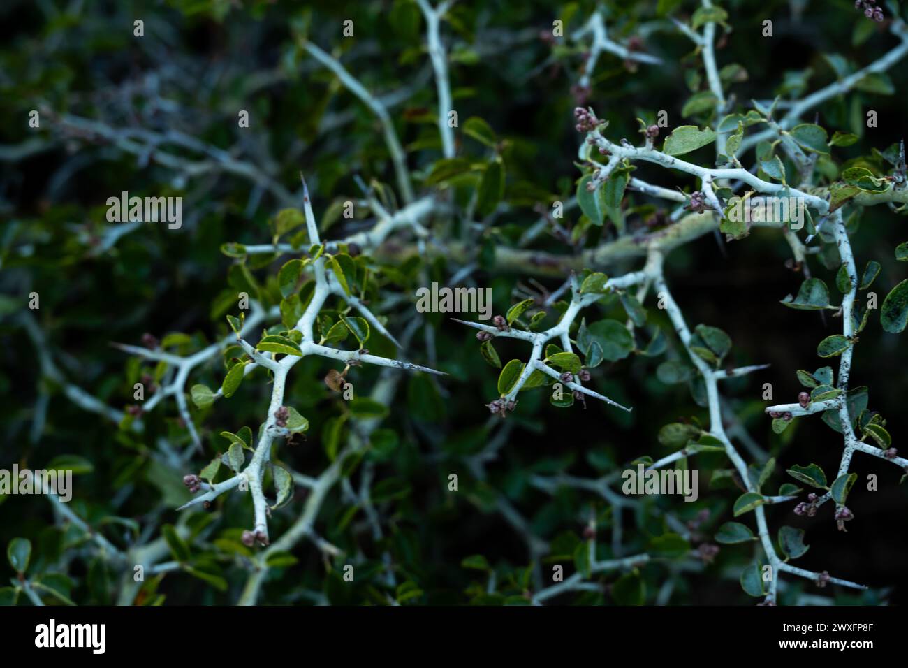 Sharp White Thorn Plants Blooming in the Sierra Mountains Stock Photo ...