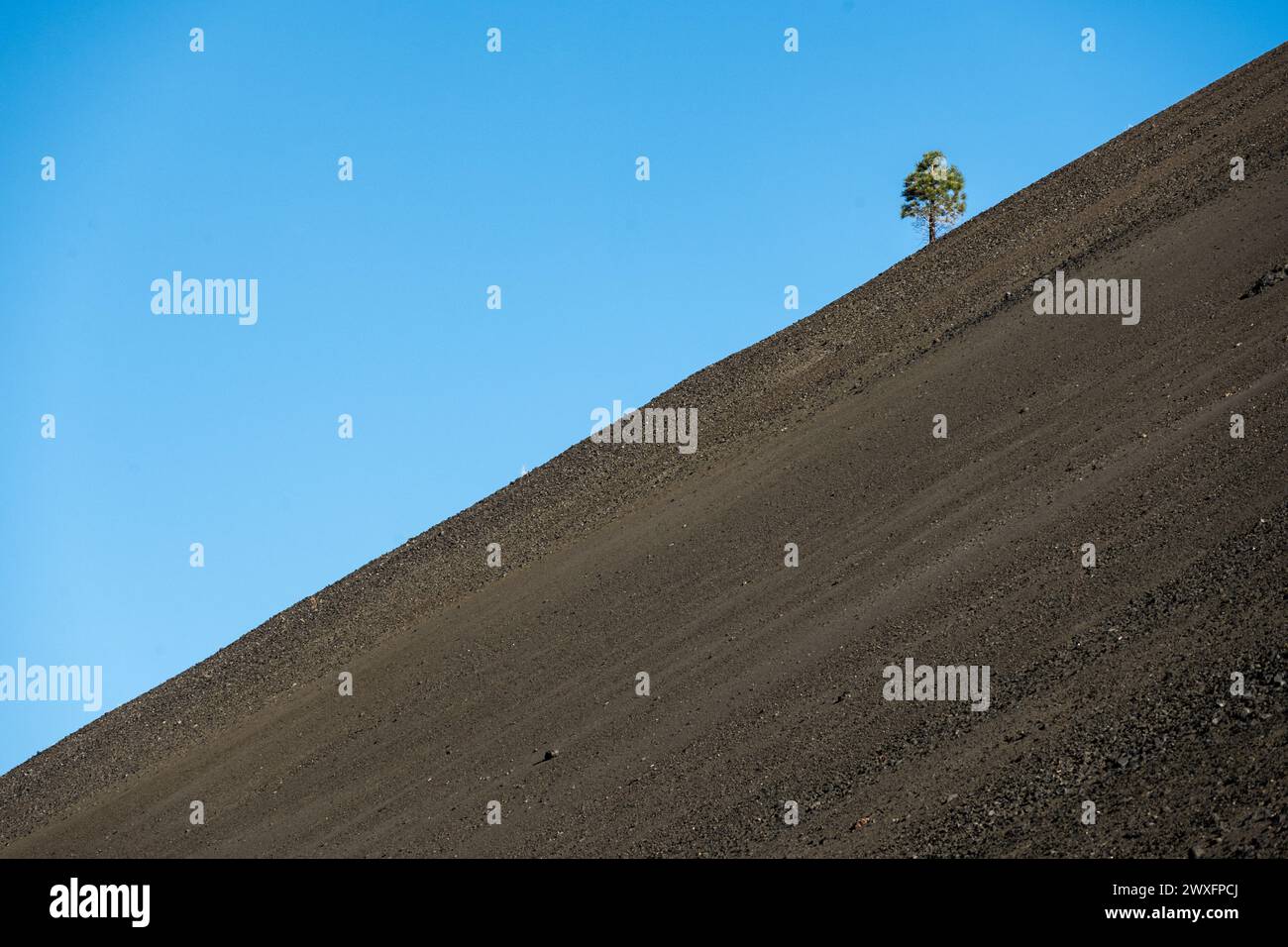 Single Tree Grows On Steep Slope Of Mountain in Lassen Volcanic Stock ...