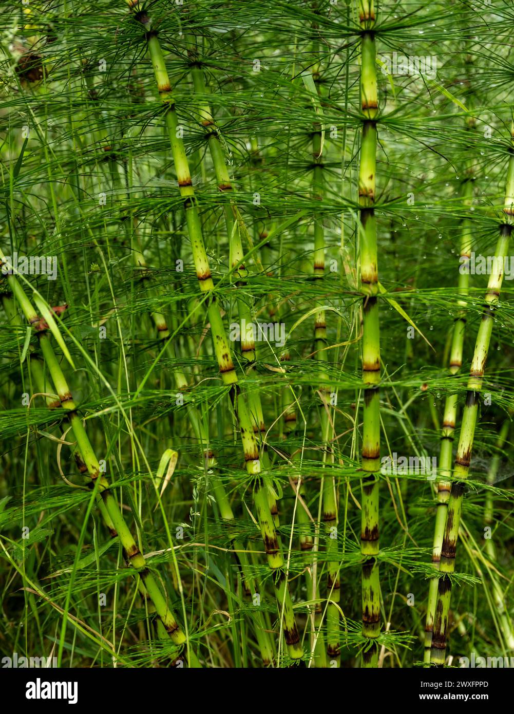 Stems of Horsetail Plants Grow In Redwood National Park Stock Photo - Alamy