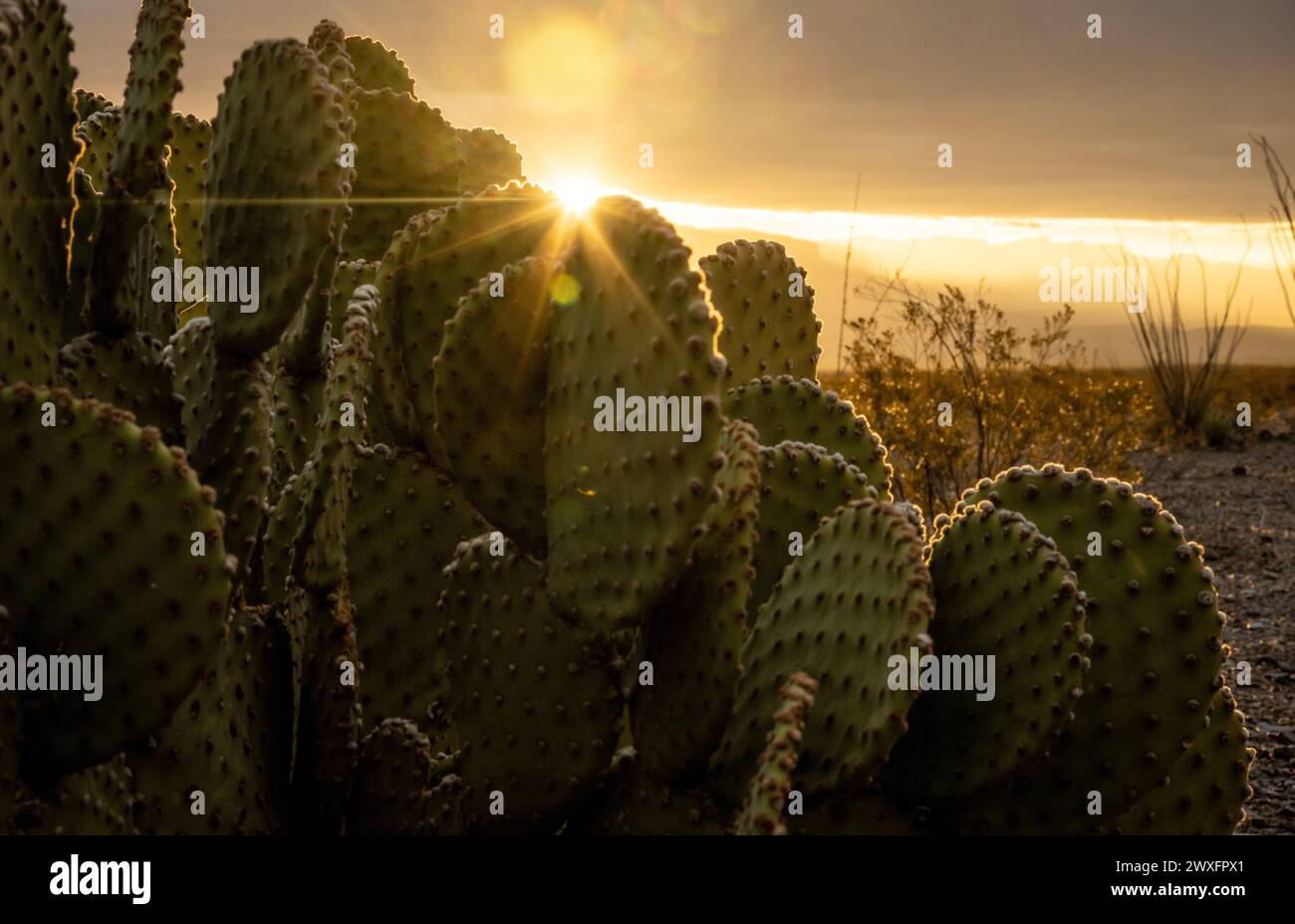 Sun Bursts Through Prickly Pear In The Morning in Big Bend Stock Photo ...