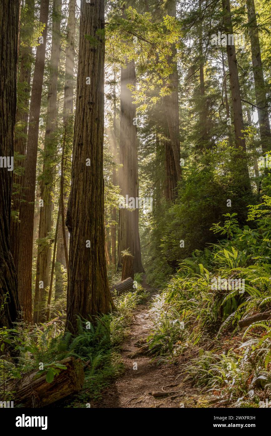 California redwood park sunburst hi-res stock photography and images ...