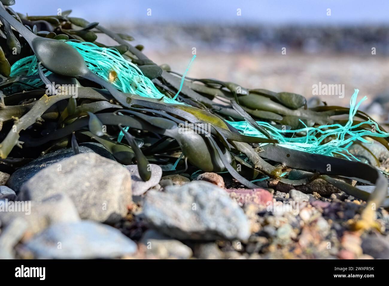 A bit of old green rope from a fishing net tangles in seaweed on a ...