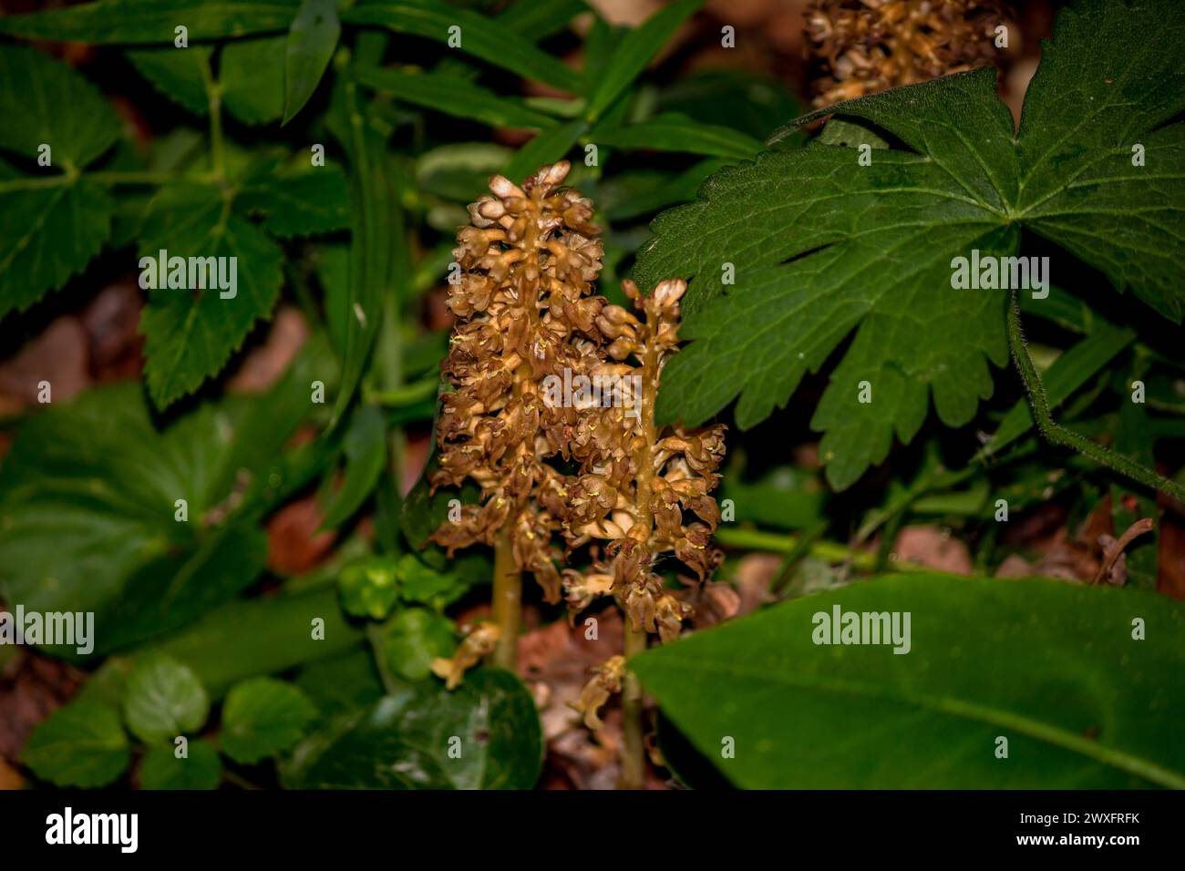 Plant Neottia nidus-avis (bird's-nest orchid) in the forest in May ...