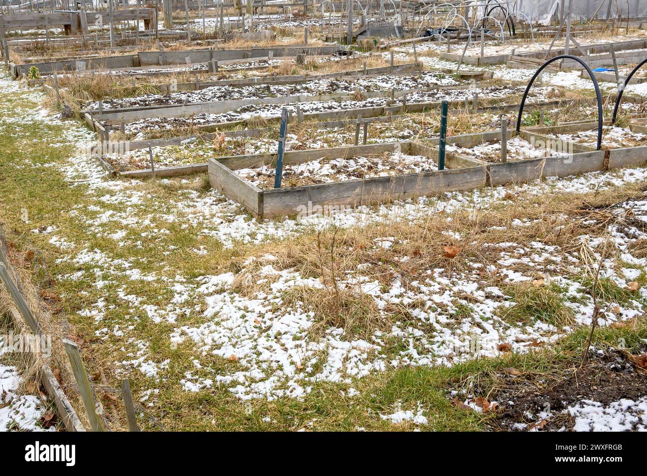 Dead plants in winter hi-res stock photography and images - Alamy