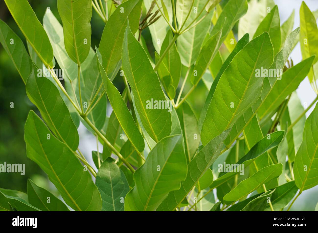 Tabebuia caraiba (Tabebuia aurea, Caribbean trumpet, silver trumpet ...
