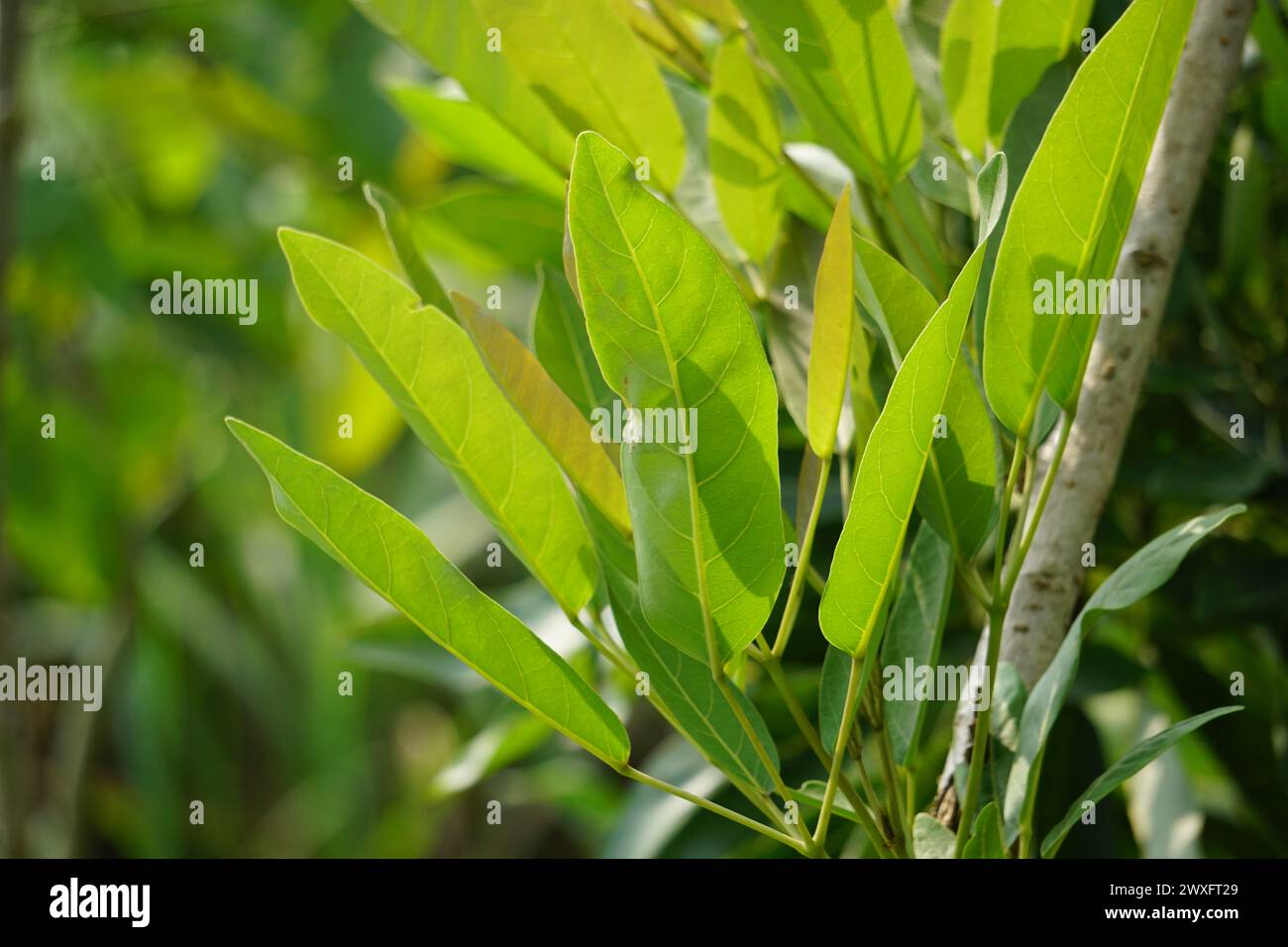 Tabebuia caraiba (Tabebuia aurea, Caribbean trumpet, silver trumpet ...