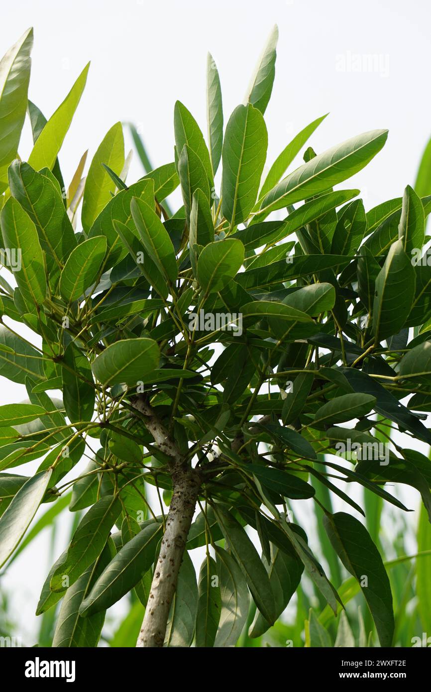 Tabebuia caraiba (Tabebuia aurea, Caribbean trumpet, silver trumpet ...