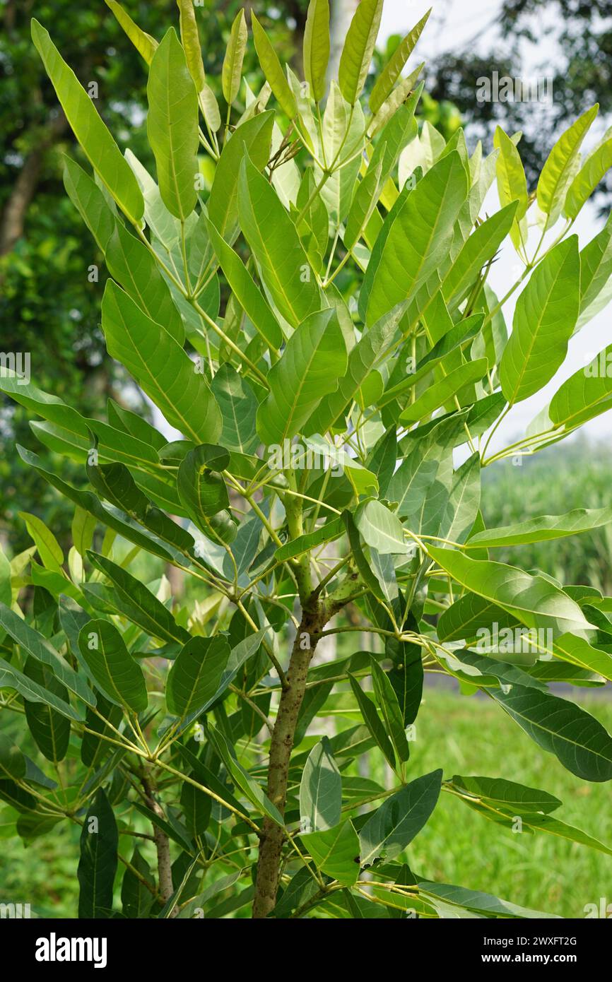 Tabebuia caraiba (Tabebuia aurea, Caribbean trumpet, silver trumpet ...