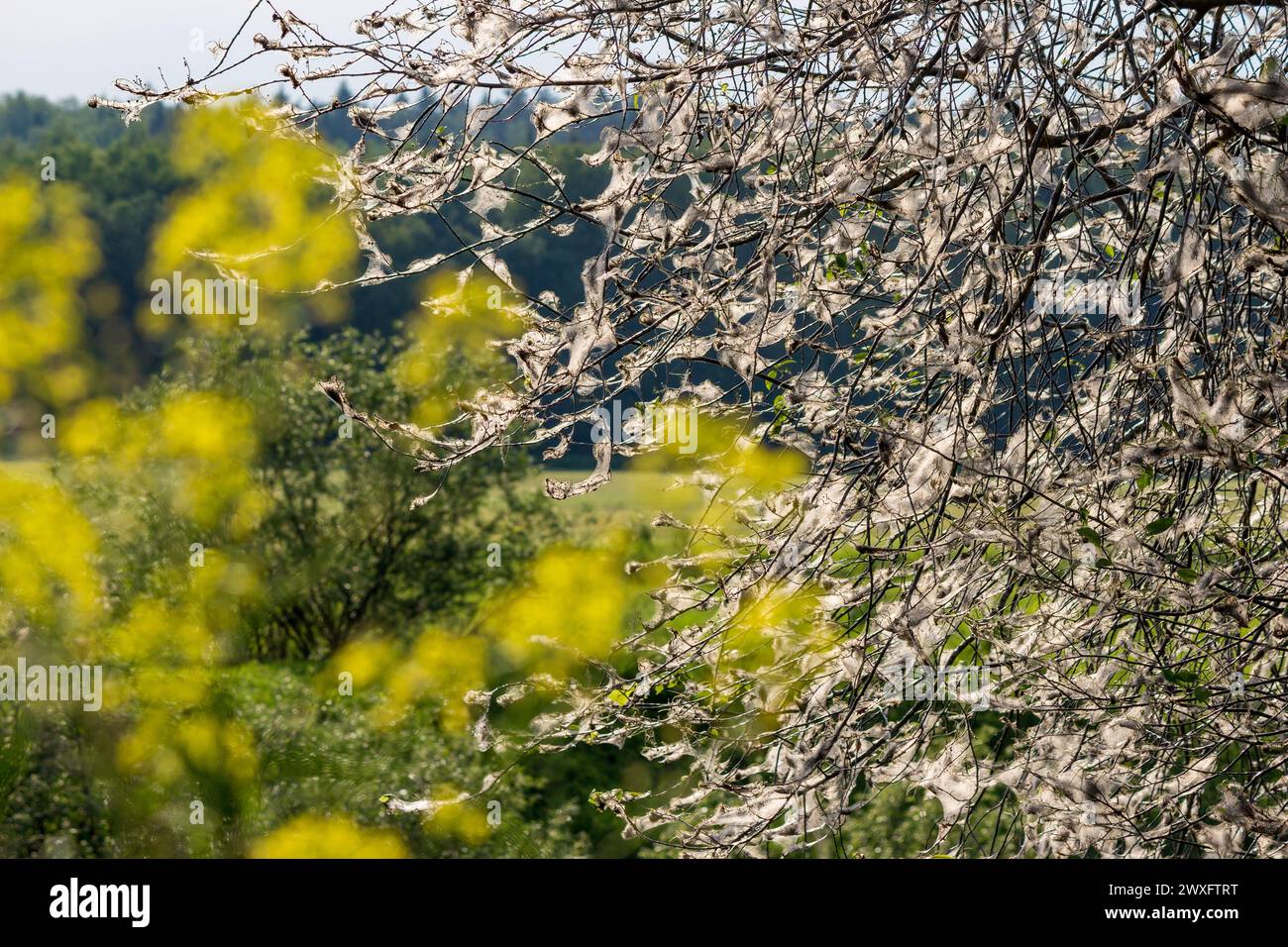 The branches of the trees are covered with a white web of moth ...