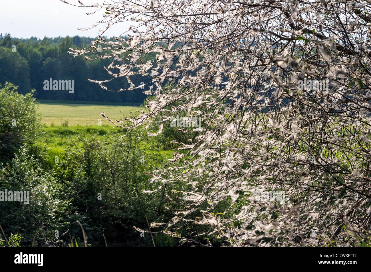 The branches of the trees are covered with a white web of moth ...