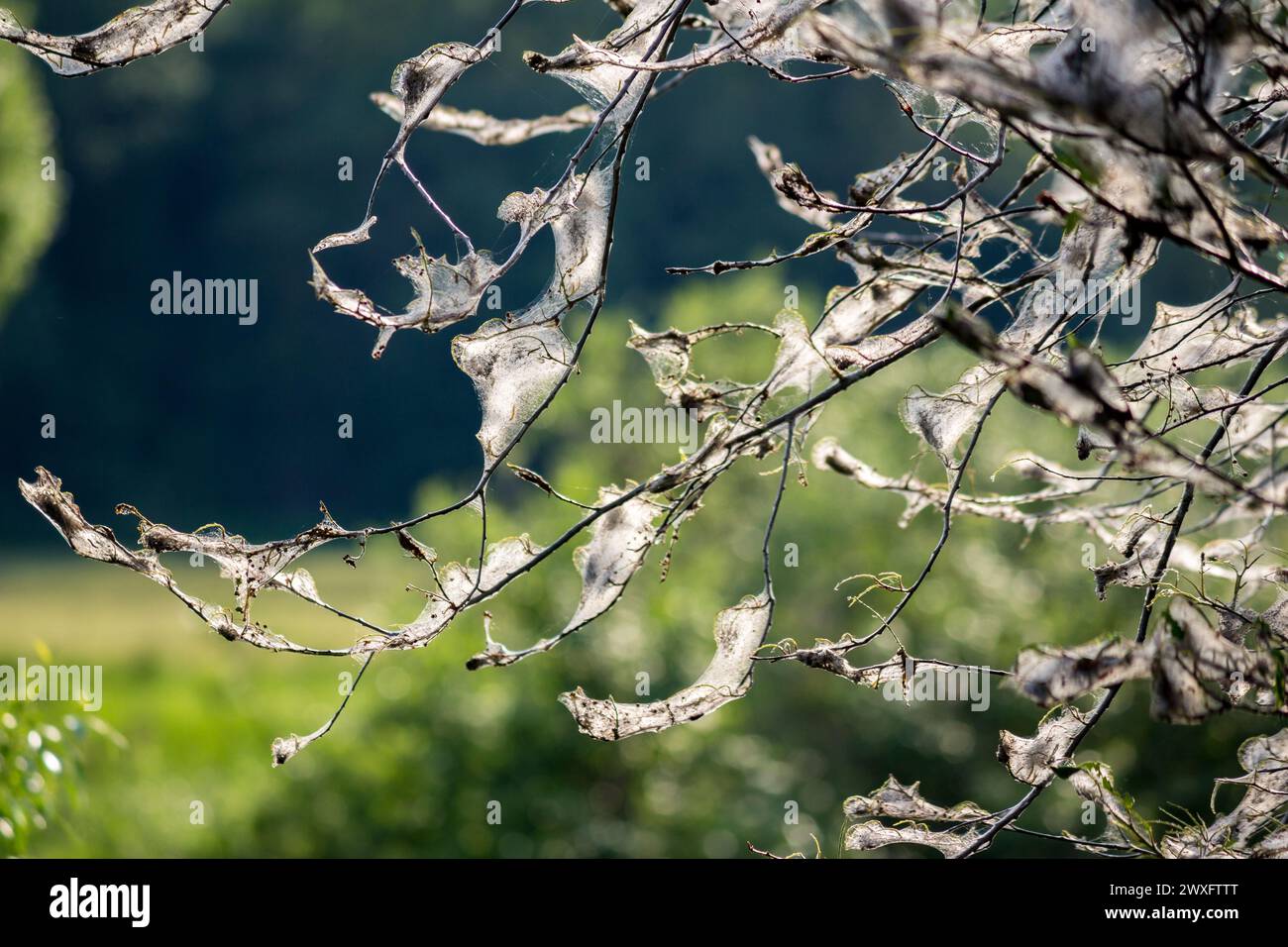 The branches of the trees are covered with a white web of moth ...