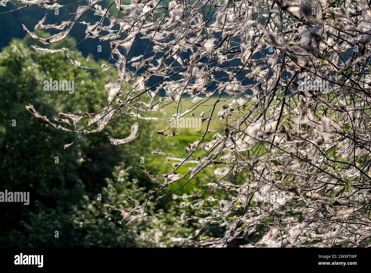 The branches of the trees are covered with a white web of moth ...
