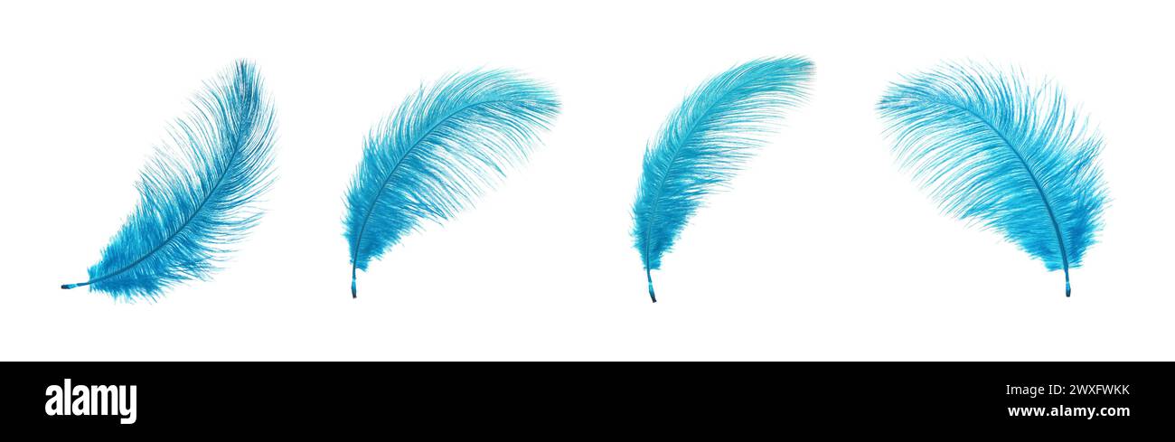 Blue feathers Cut Out Stock Images & Pictures - Alamy