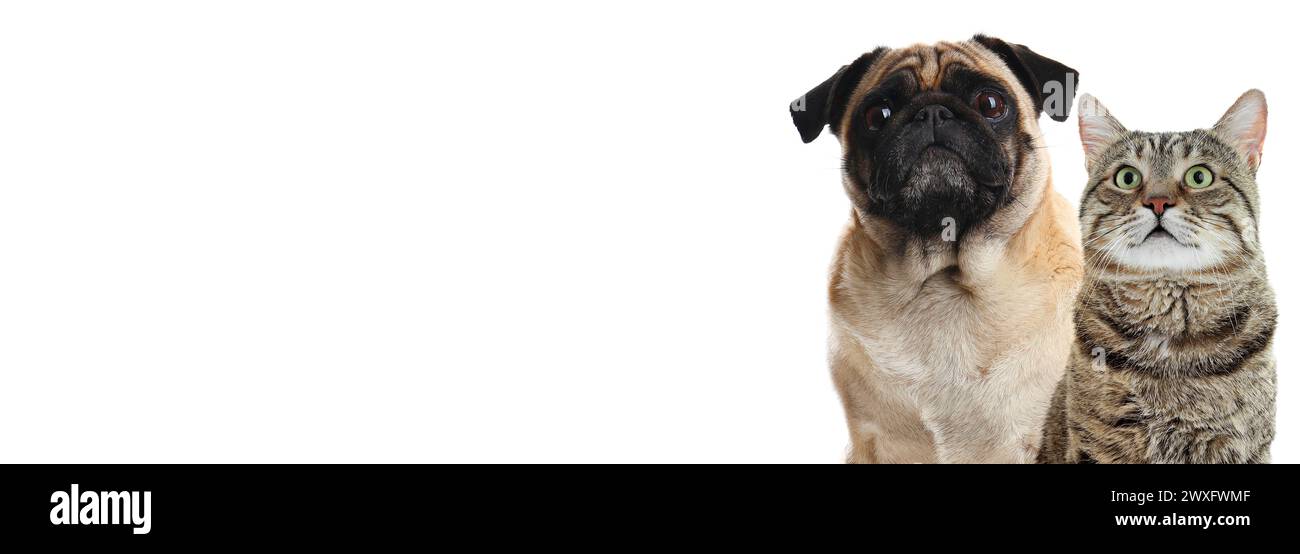 Cute pug dog and cute tabby cat on white background. Banner design with ...