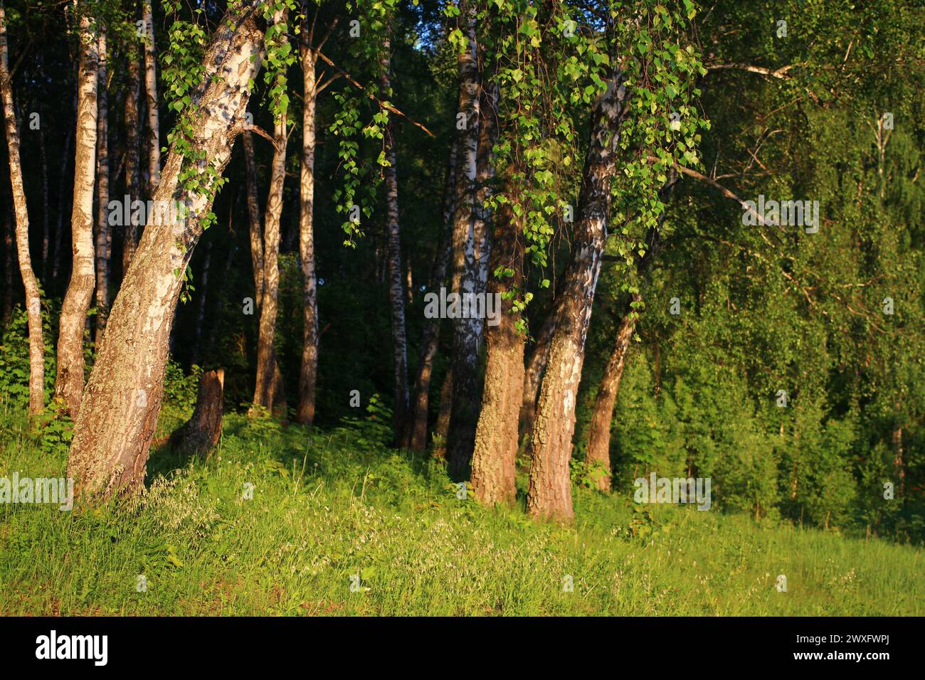 Birch grove in spring hi-res stock photography and images - Alamy