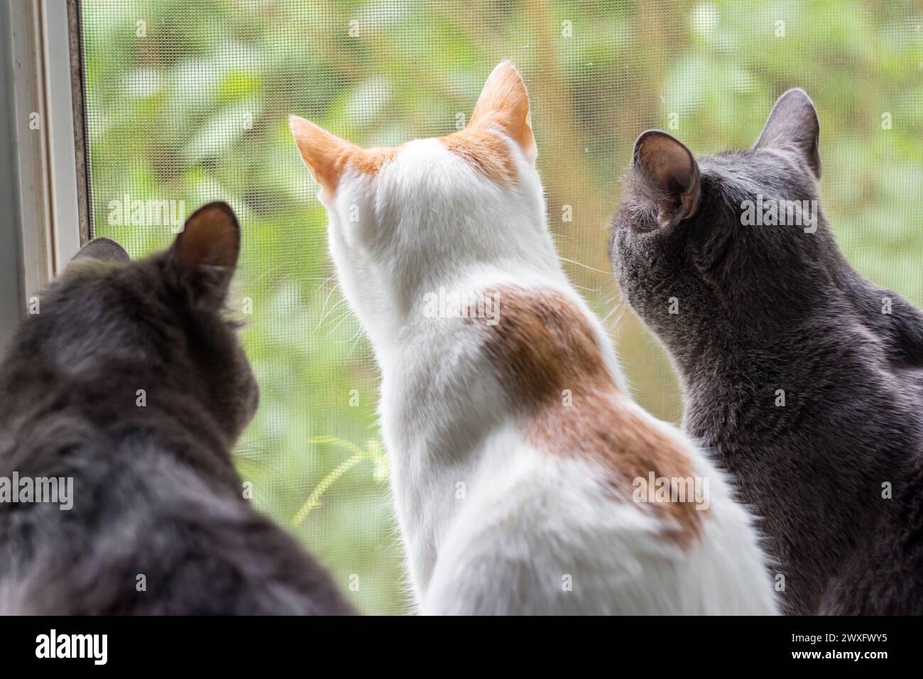 Cats look out the window covered with a mosquito net Stock Photo - Alamy