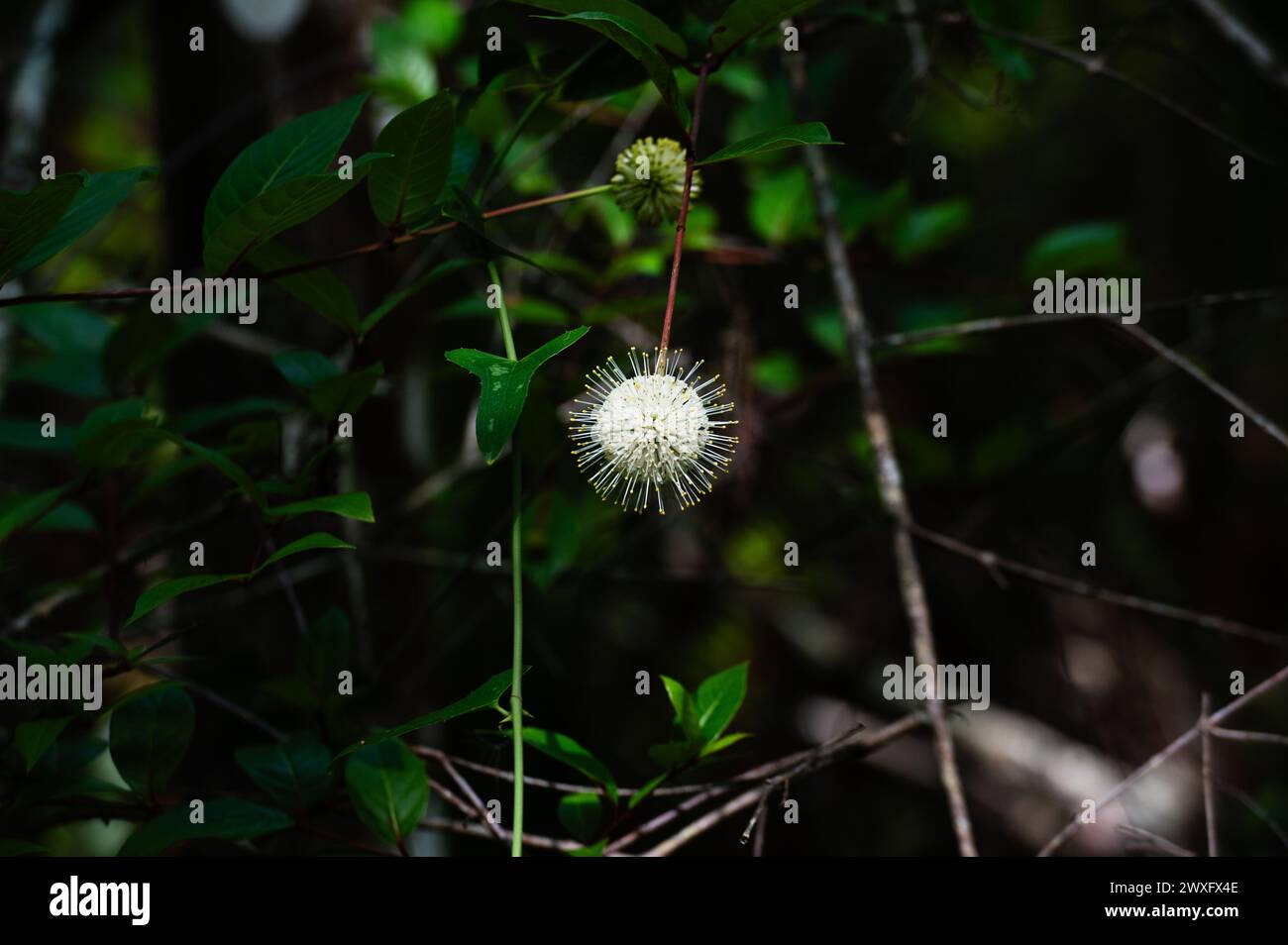 Fort Myers Button bush Stock Photo - Alamy