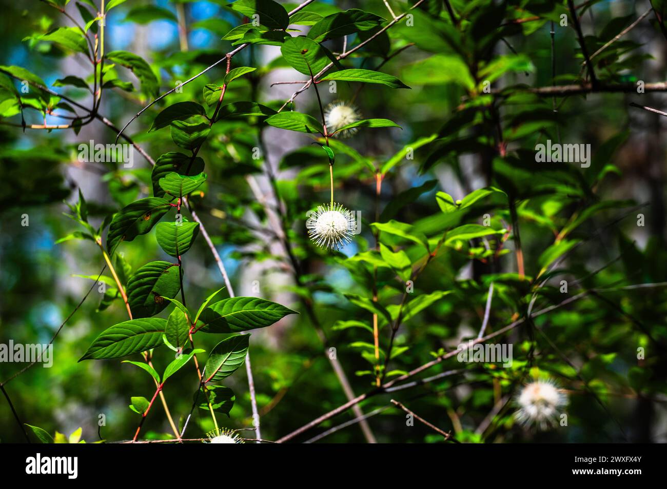 Button bush cephalanthus occidentalis hi-res stock photography and ...