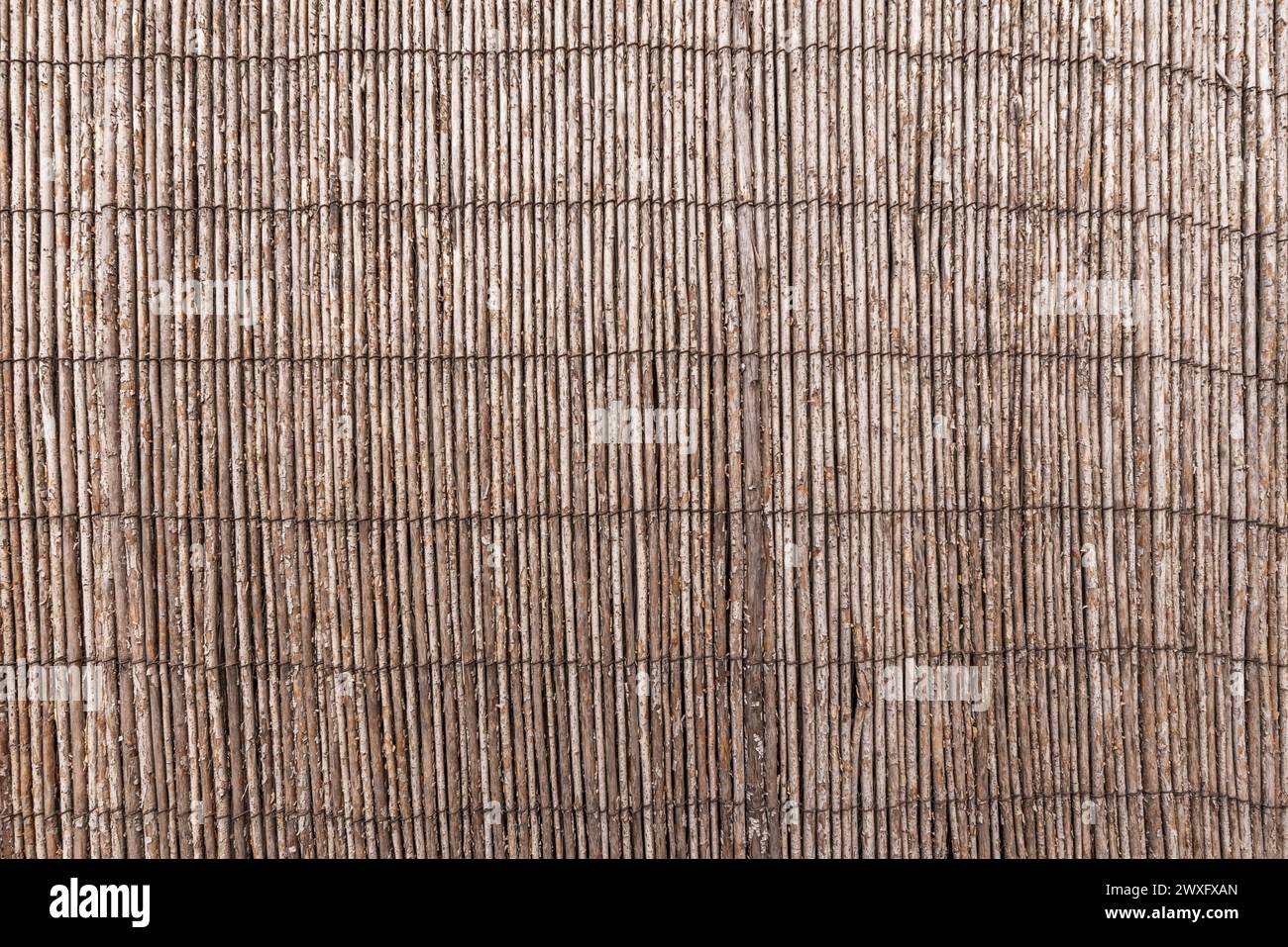 A reed background to separate or hide plots from view Stock Photo - Alamy