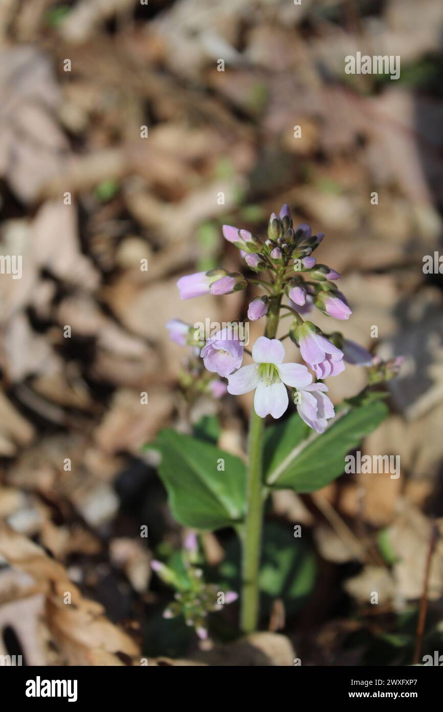 Purple cress wildflower blossom at Camp Ground Road Woods in Des ...